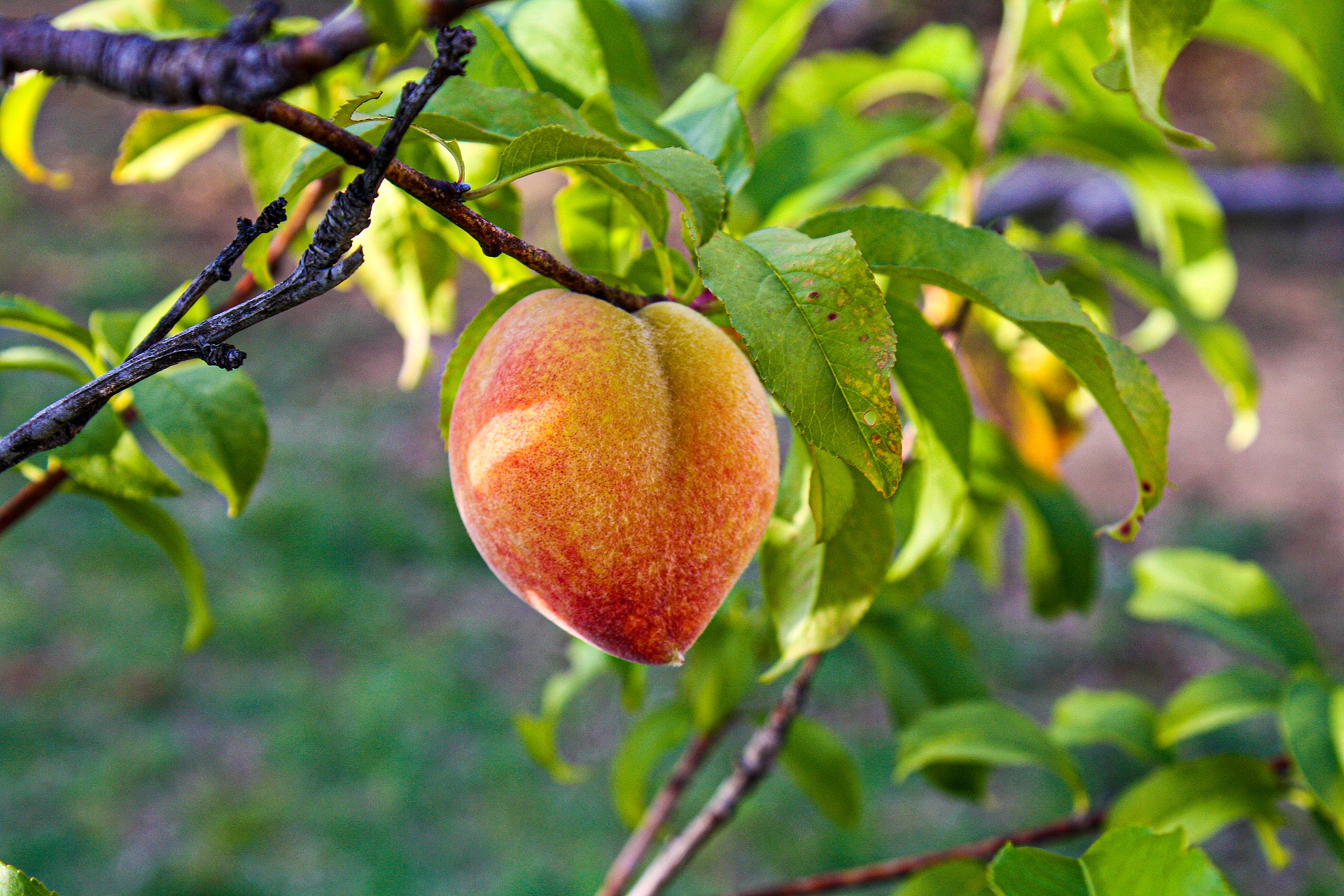 Fresh Peach Raspberry Chocolate Tart - Home & Family